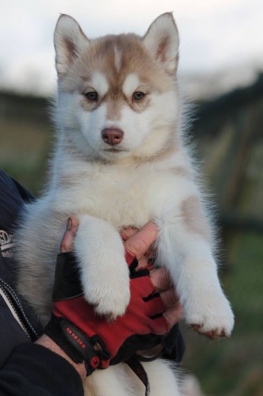 Pomsky and siberian husky puppies available(270) 220-6762. en San Juan ...